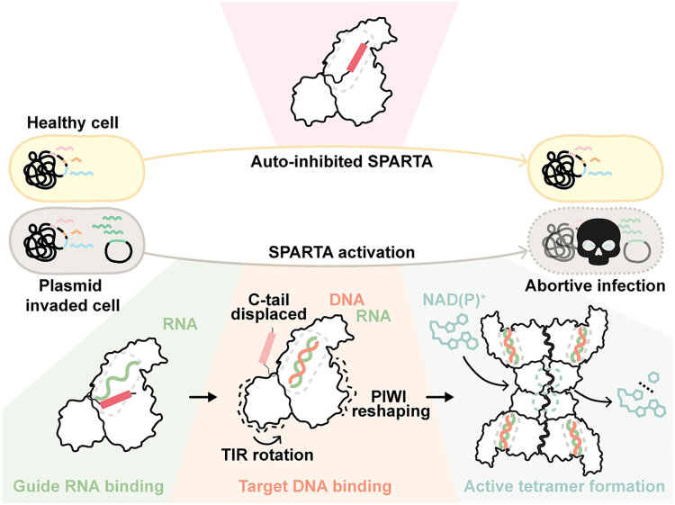 News – THE SWARTS LAB